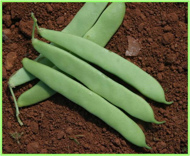 Agrogen Ziraat A.Ş. | Tarım | Tohum | Tarla Grubu | Sebze Tohumu ...